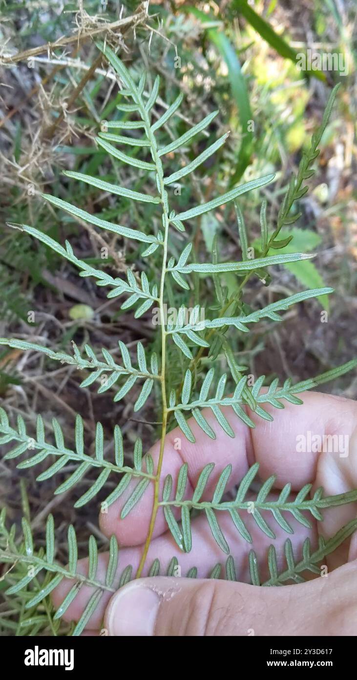 Austral Bracken (Pteridium esculentum) Plantae Stock Photo - Alamy