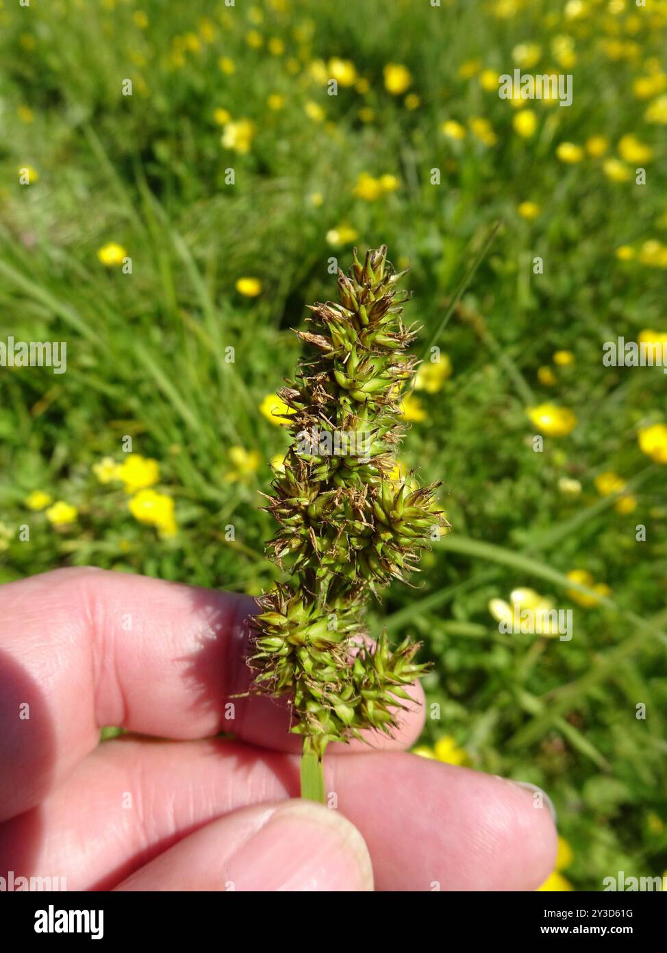 True Fox-sedge (Carex vulpina) Plantae Stock Photo - Alamy