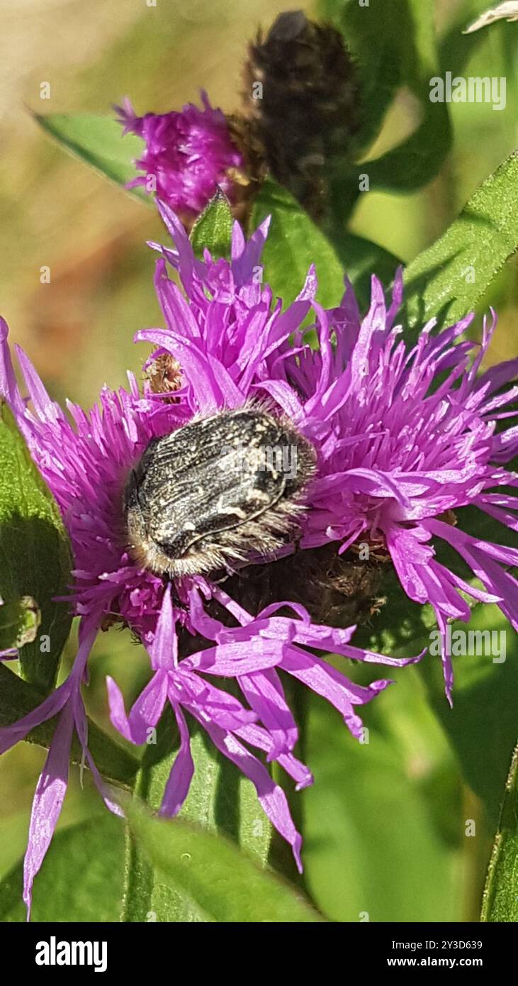 Mediterranean Spotted Chafer (Oxythyrea funesta) Insecta Stock Photo ...