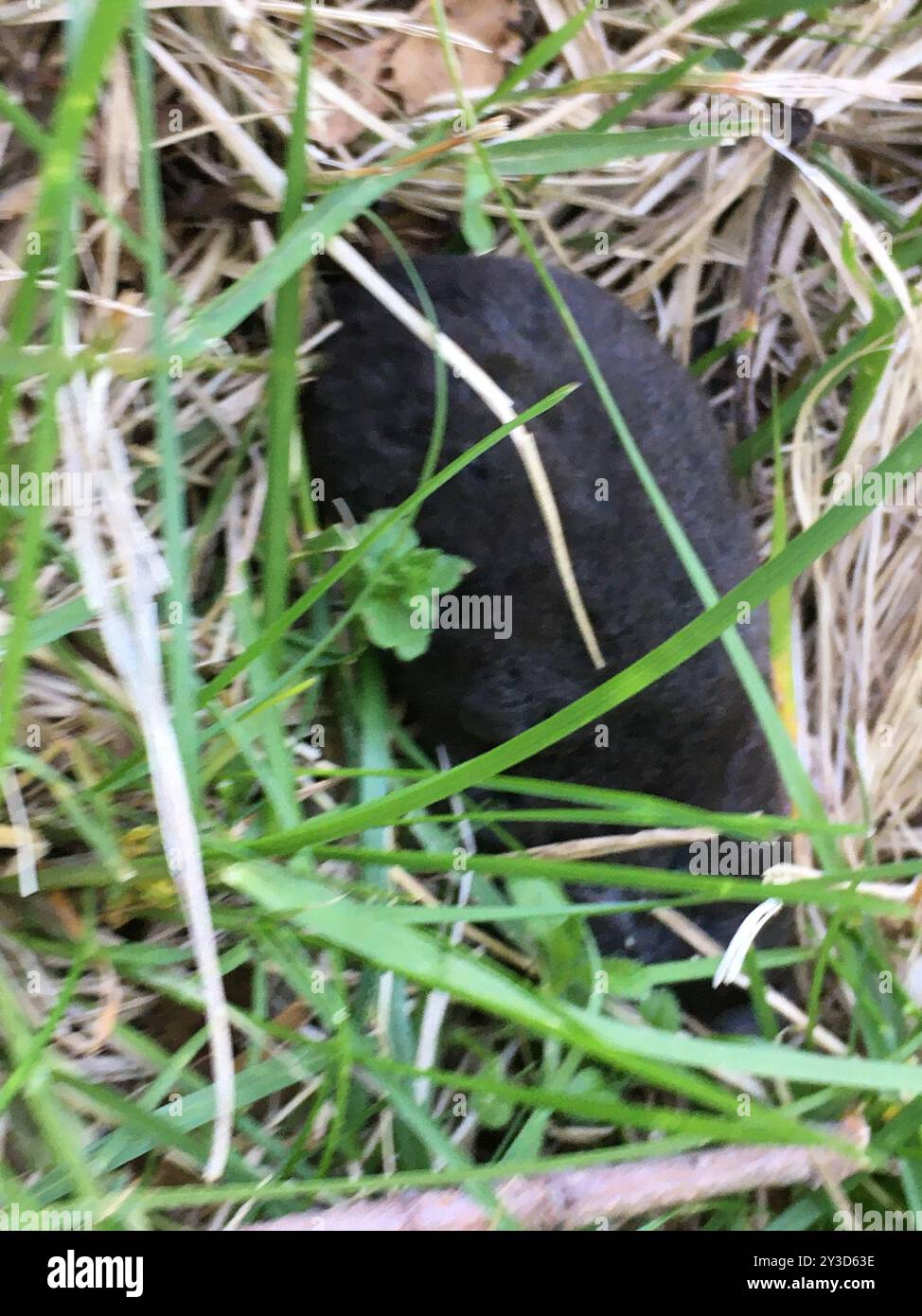 Star-nosed Mole (Condylura cristata) Mammalia Stock Photo - Alamy