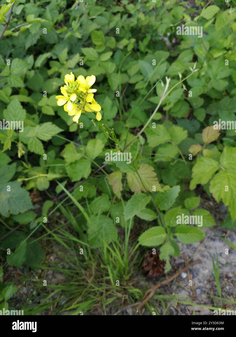 charlock (Mutarda arvensis) Plantae Stock Photo - Alamy