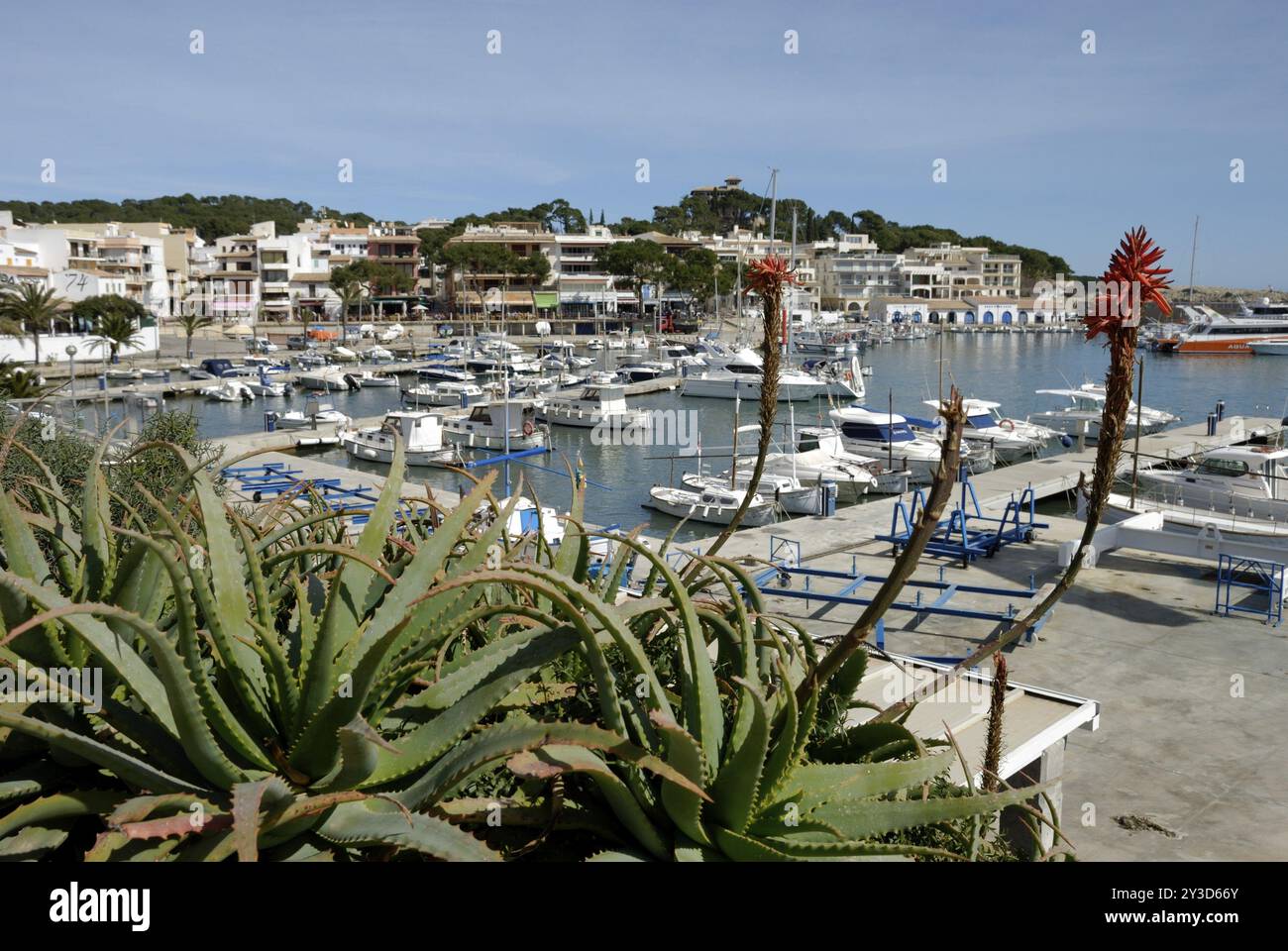 Blooming Aloe arborescens at the harbour of Cala Rajada, Majorca, Spain ...
