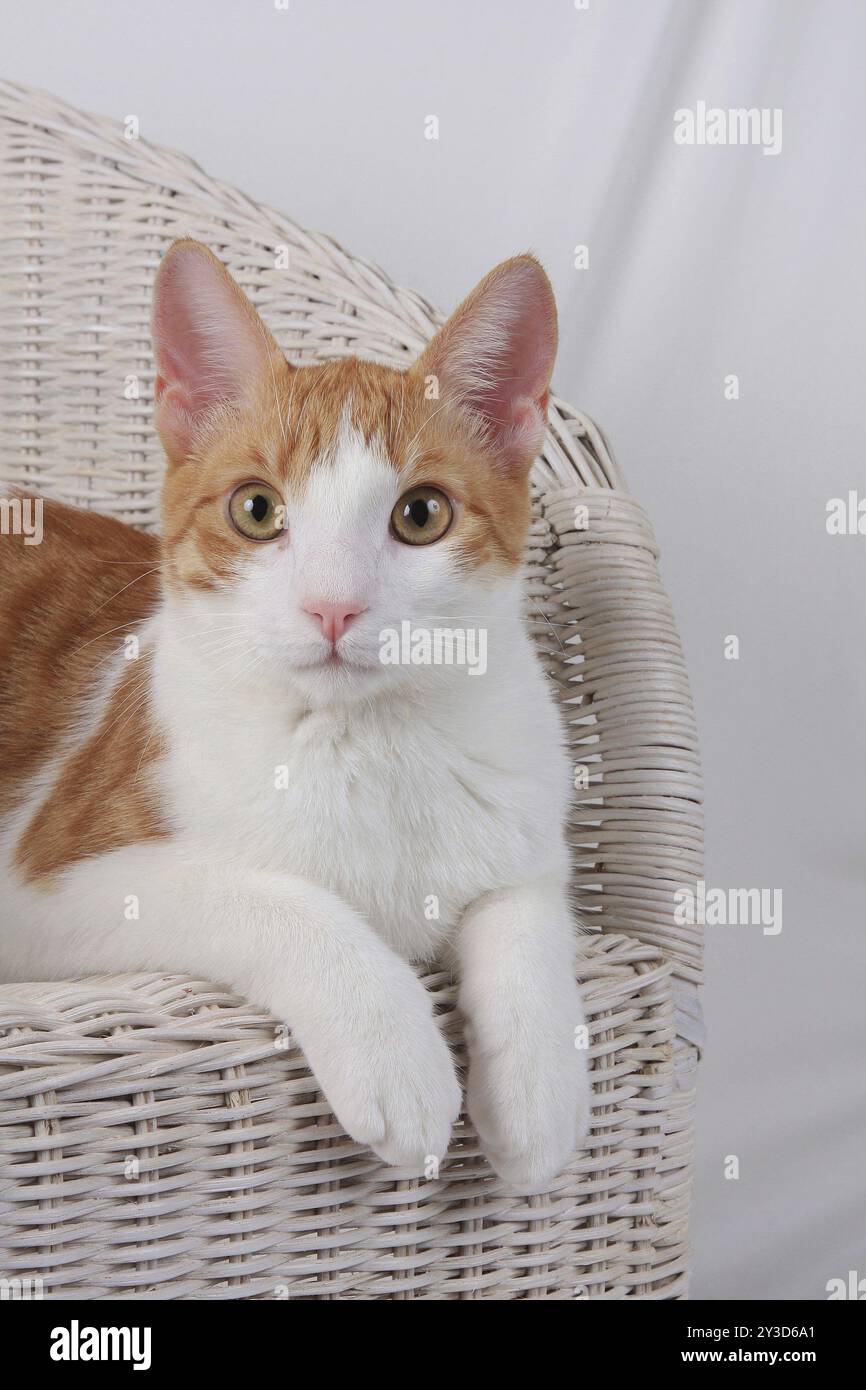 Domestic cat, dark red-white, Felis silvestris forma catus, Domestic ...