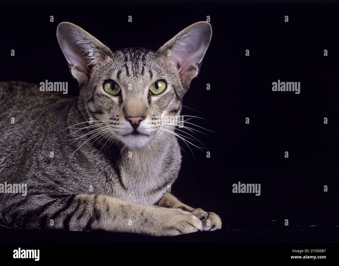 Oriental shorthair cat Stock Photo - Alamy