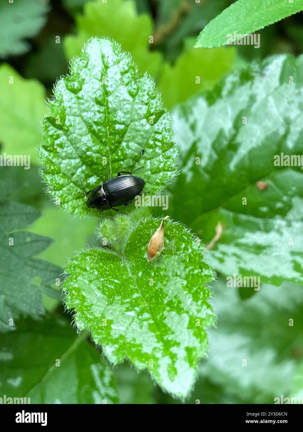 Sun Beetles (Amara) Insecta Stock Photo - Alamy