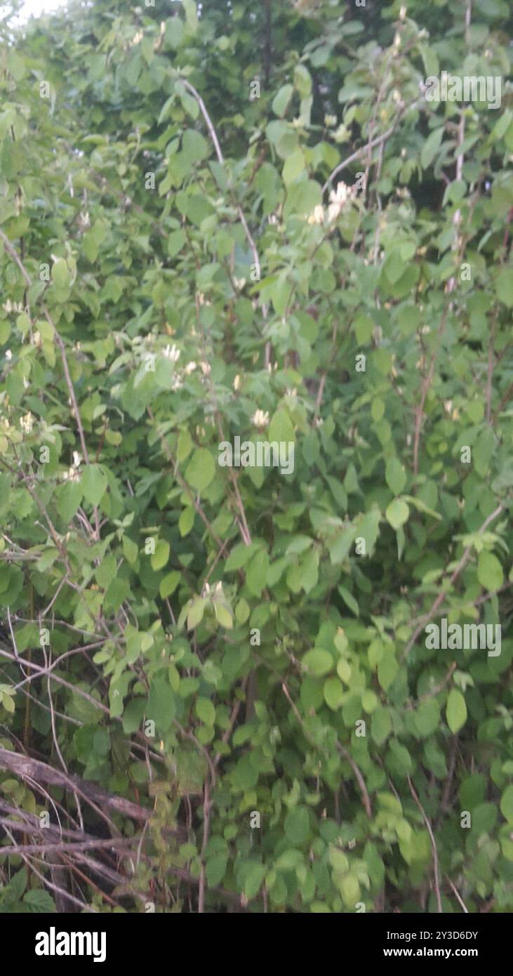 Fly Honeysuckle (Lonicera xylosteum) Plantae Stock Photo - Alamy
