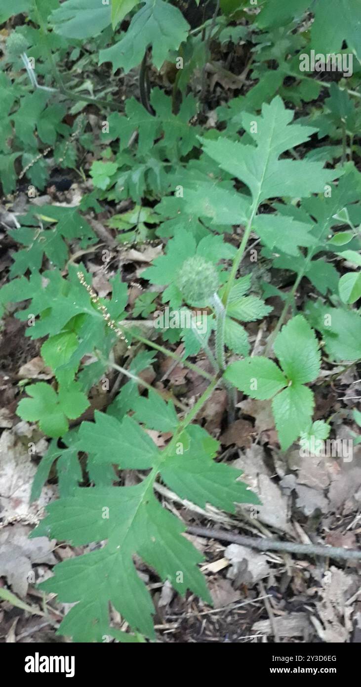 Large-leaf water leaf (Hydrophyllum macrophyllum) Plantae Stock Photo ...