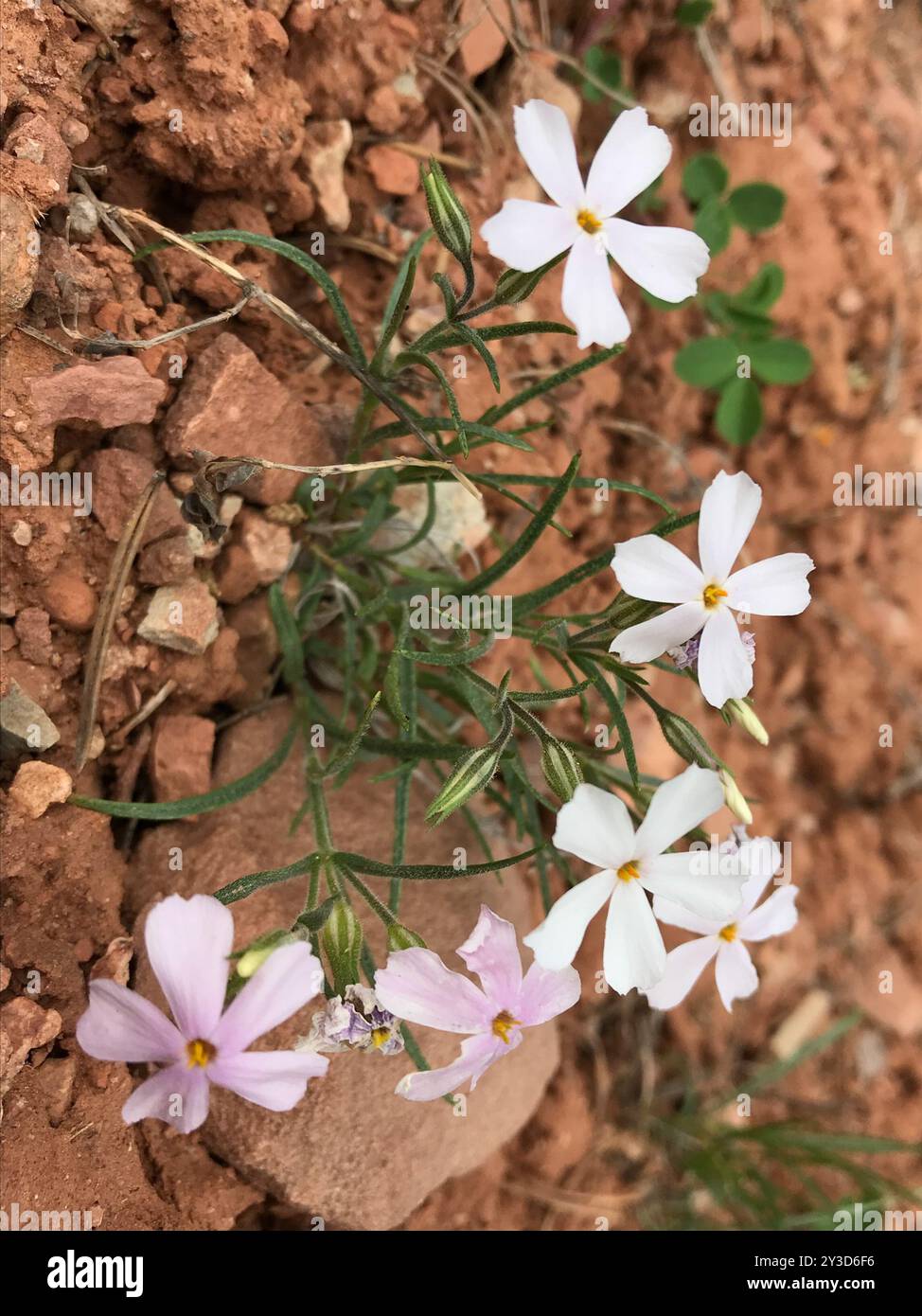 Longleaf Phlox (Phlox longifolia) Plantae Stock Photo - Alamy