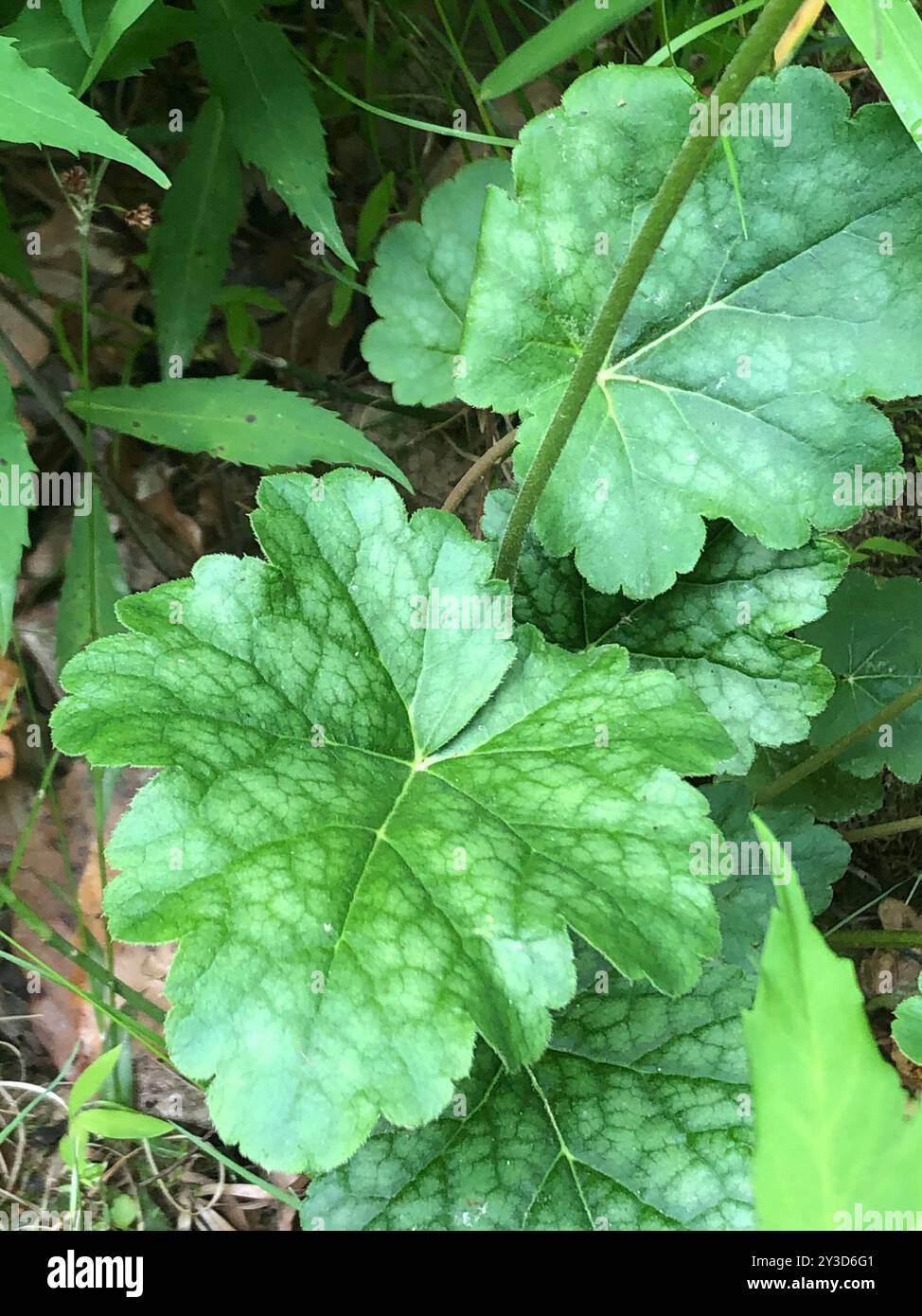 American alumroot (Heuchera americana) Plantae Stock Photo - Alamy