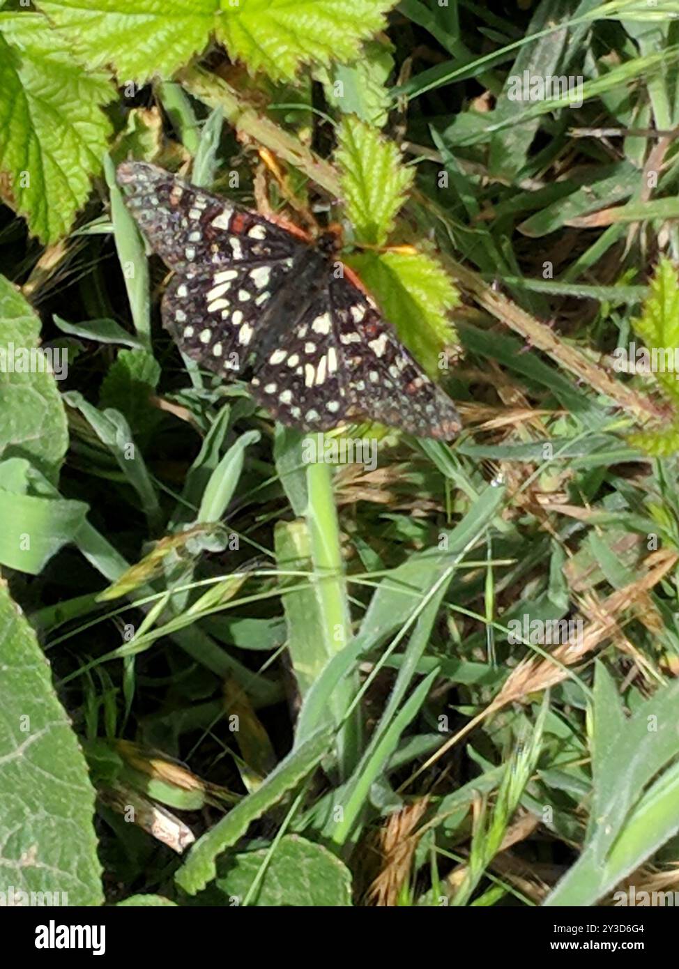 Variable Checkerspot (Euphydryas chalcedona) Insecta Stock Photo - Alamy