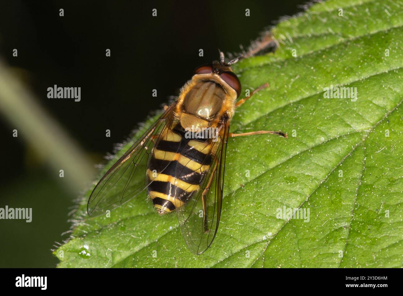 Common Flower Flies (Syrphus) Insecta Stock Photo - Alamy