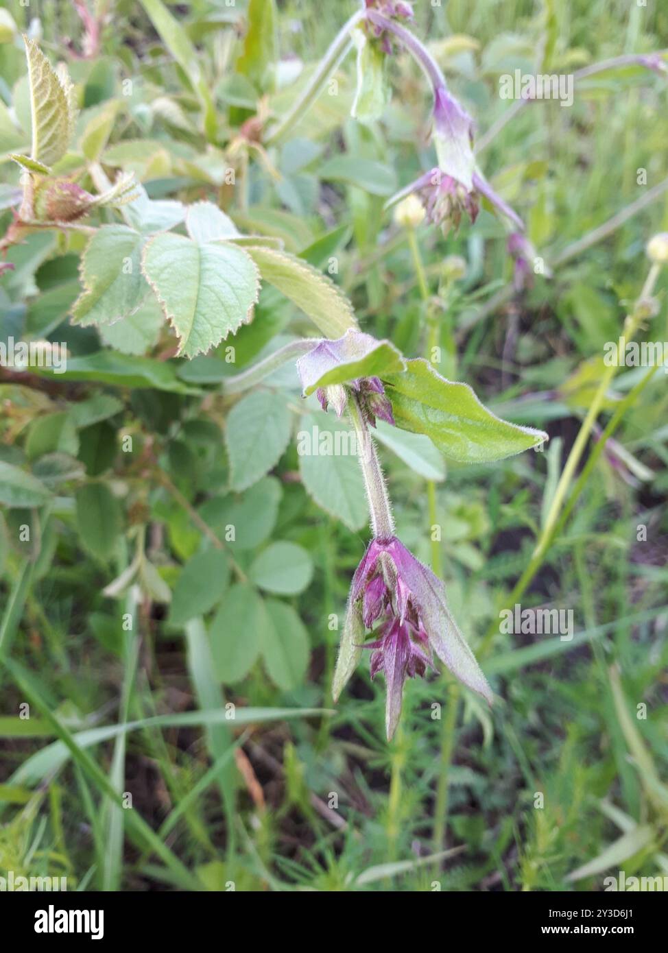 Cinnamon Rose (Rosa majalis) Plantae Stock Photo - Alamy