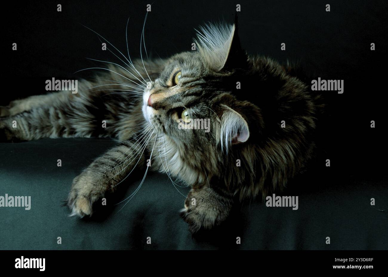 Main-Coone cat black-classic-tabby 1 year old Stock Photo - Alamy
