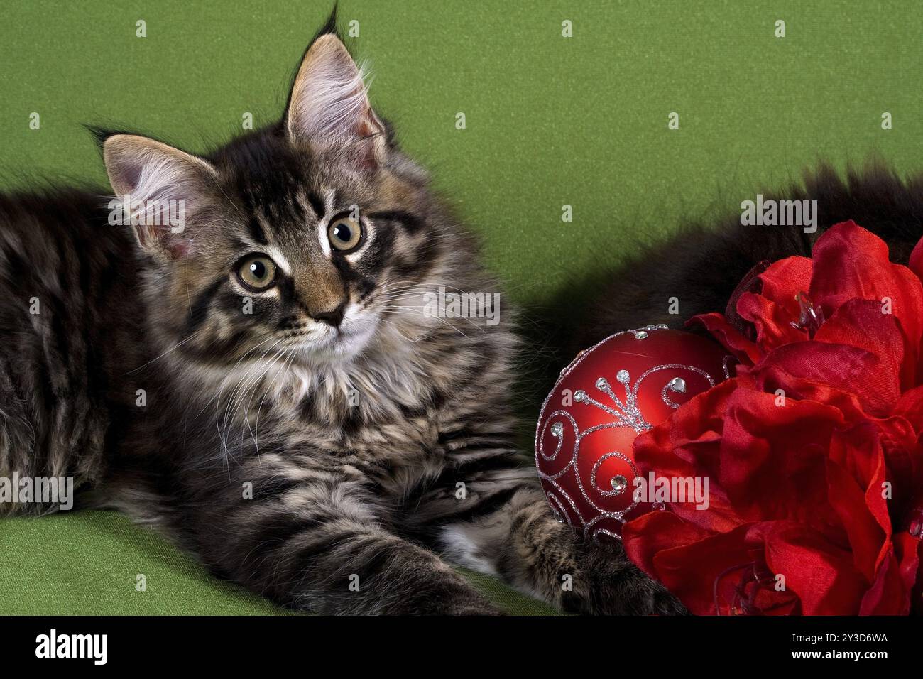 12 week old kitten hi-res stock photography and images - Alamy