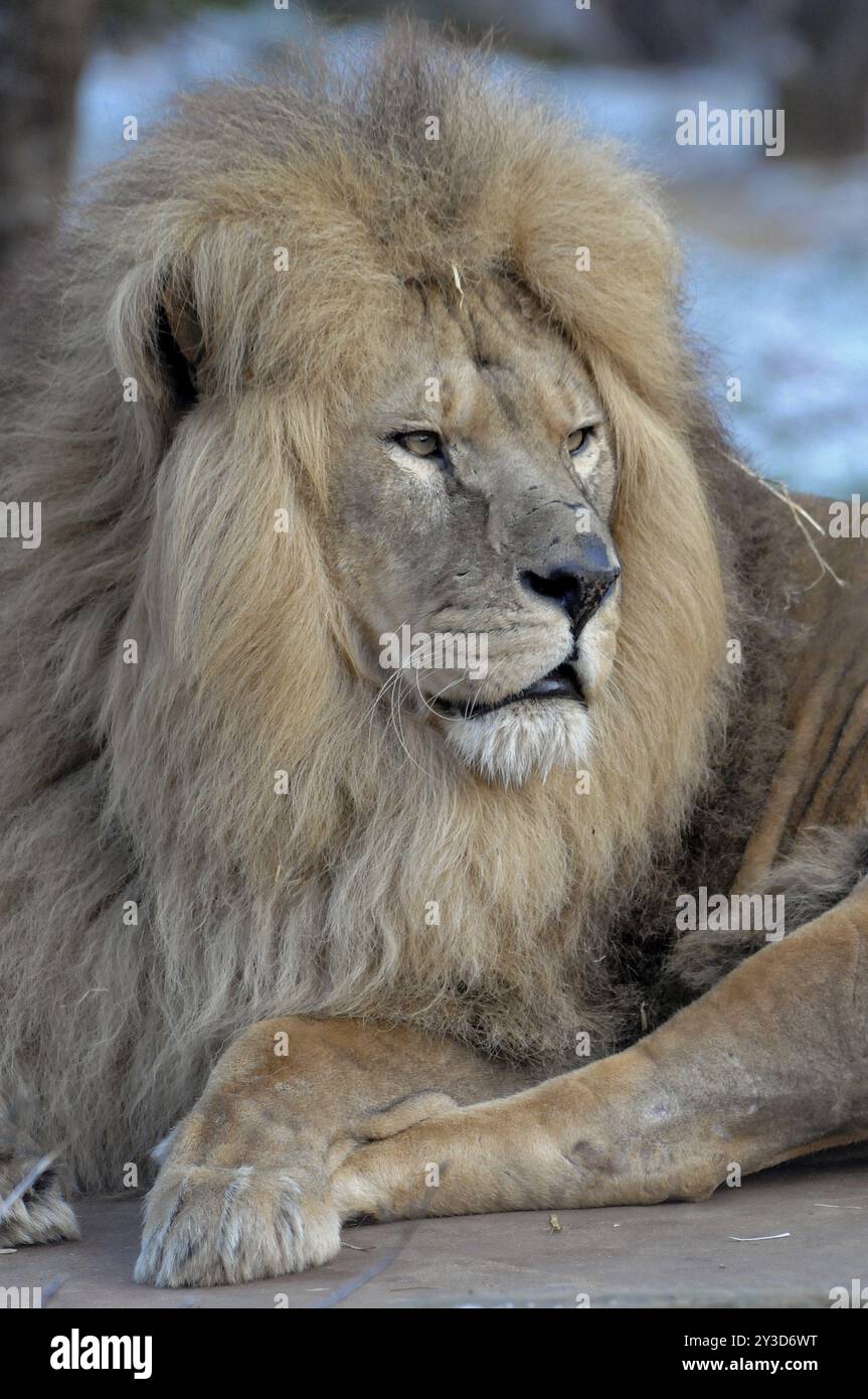 A male lion with a magnificent mane, lying sideways and looking ...