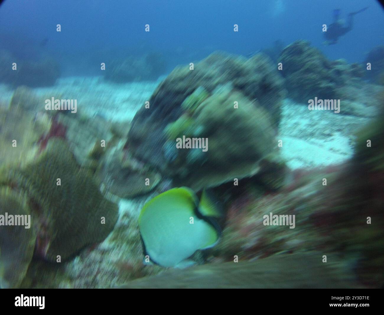 Reef Butterflyfish (Chaetodon sedentarius) Actinopterygii Stock Photo ...