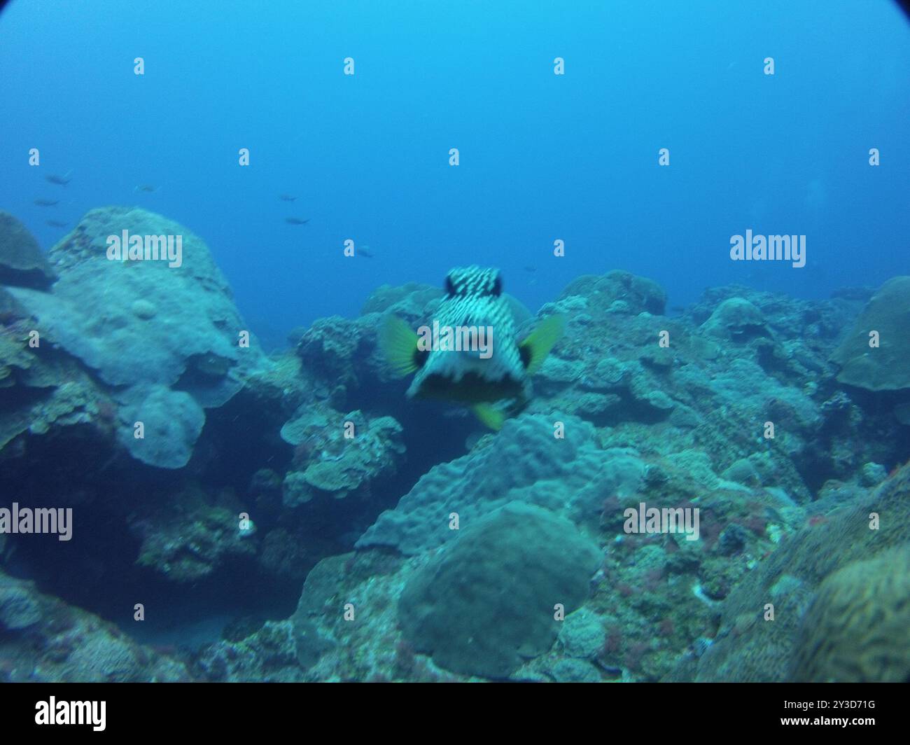 Smooth Trunkfish (Lactophrys triqueter) Actinopterygii Stock Photo - Alamy