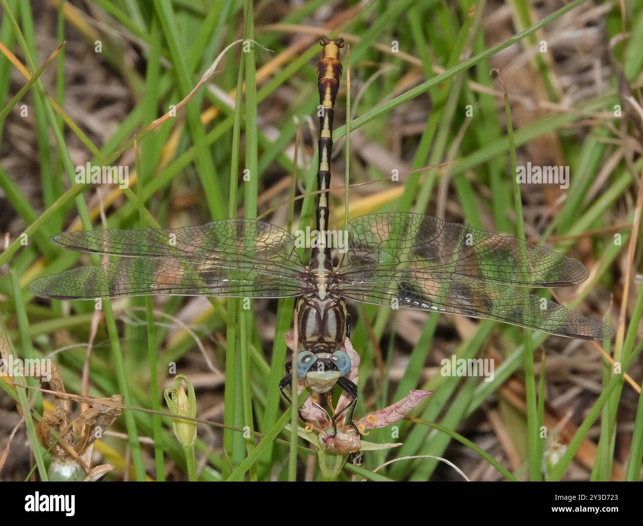Sulphur-tipped Clubtail (Phanogomphus militaris) Insecta Stock Photo ...