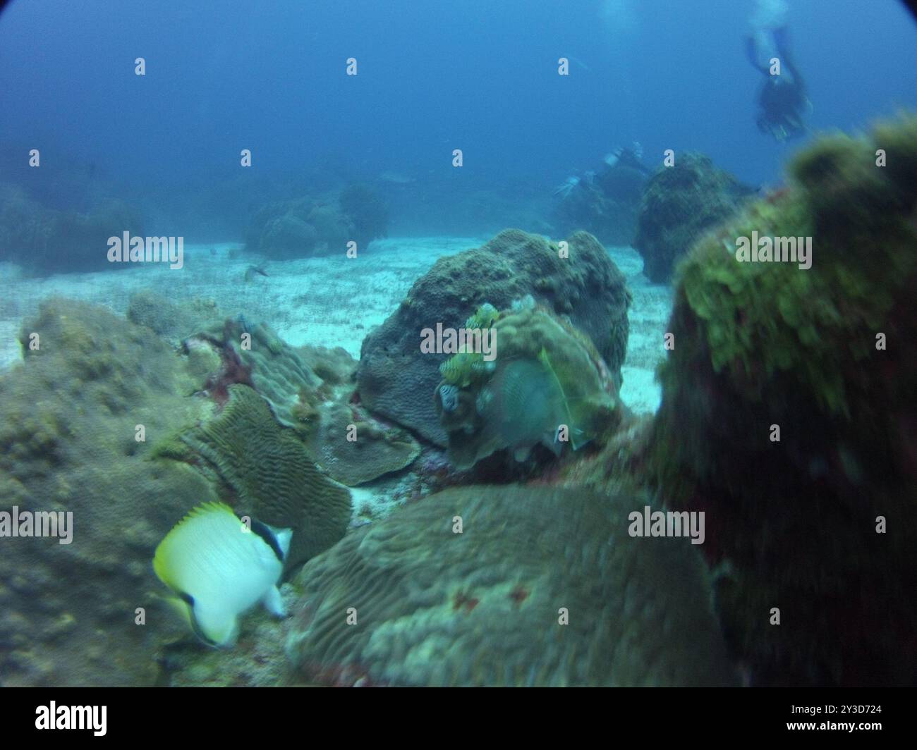 Reef Butterflyfish (Chaetodon sedentarius) Actinopterygii Stock Photo ...