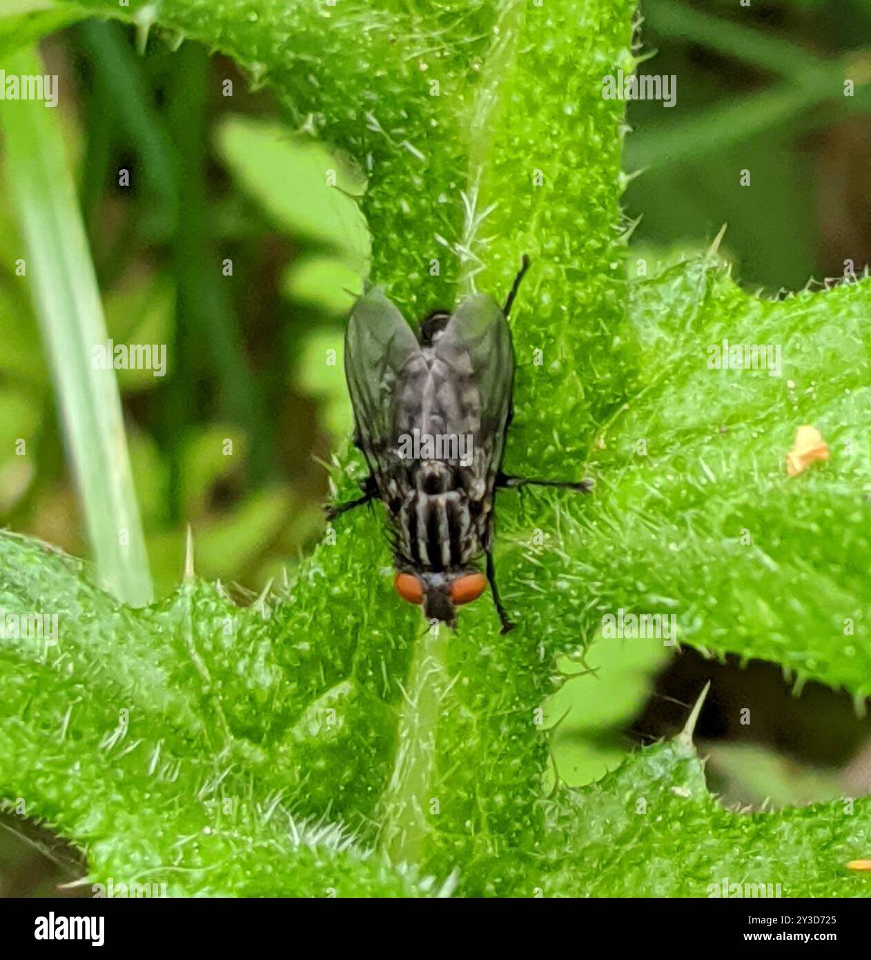 Common Flesh Flies (Sarcophaga) Insecta Stock Photo - Alamy