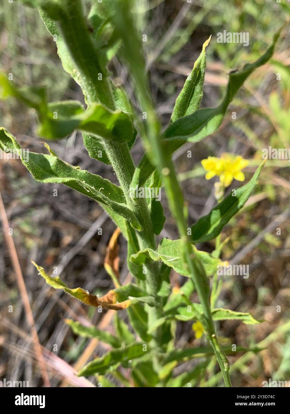 California cudweed (Pseudognaphalium californicum) Plantae Stock Photo ...