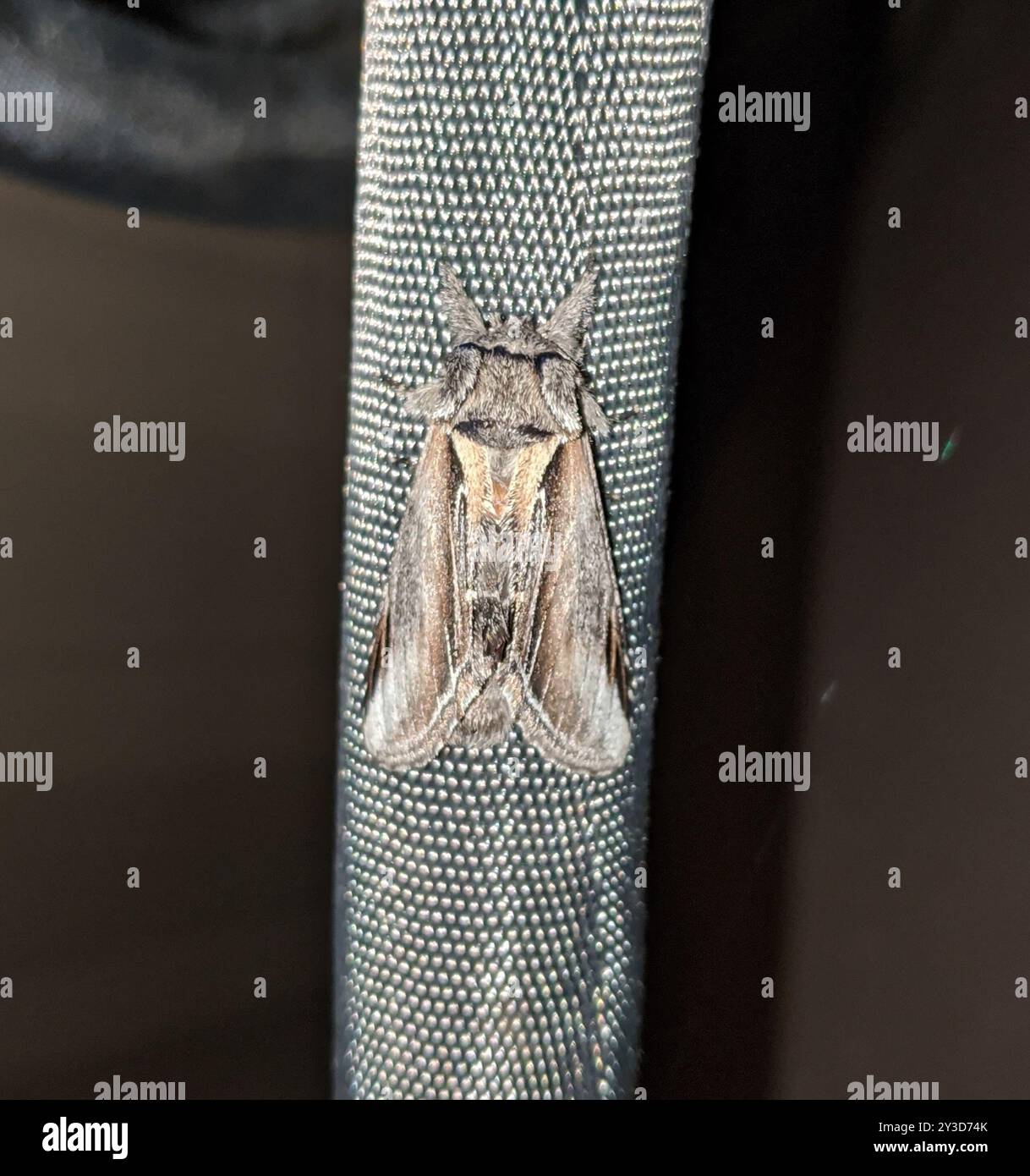 Black-rimmed Prominent (Pheosia rimosa) Insecta Stock Photo - Alamy