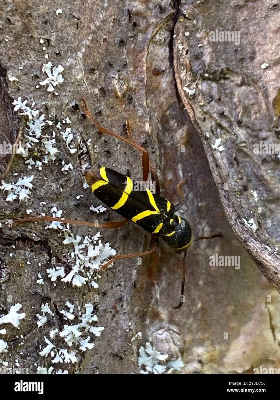 Wasp Beetle (Clytus arietis) Insecta Stock Photo - Alamy