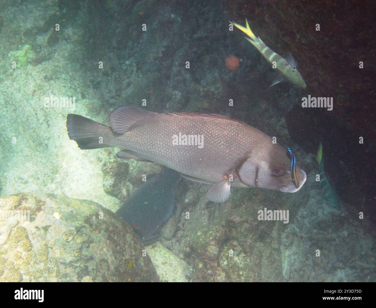 Blubberlip (Plectorhinchus gibbosus) Actinopterygii Stock Photo - Alamy