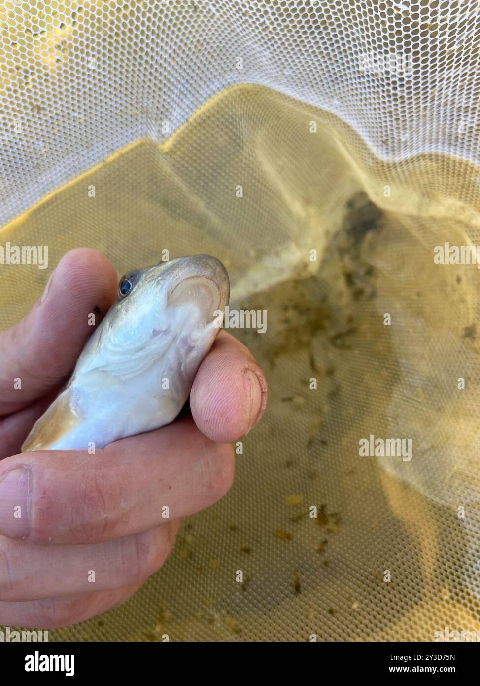 White Sucker (Catostomus commersonii) Actinopterygii Stock Photo - Alamy