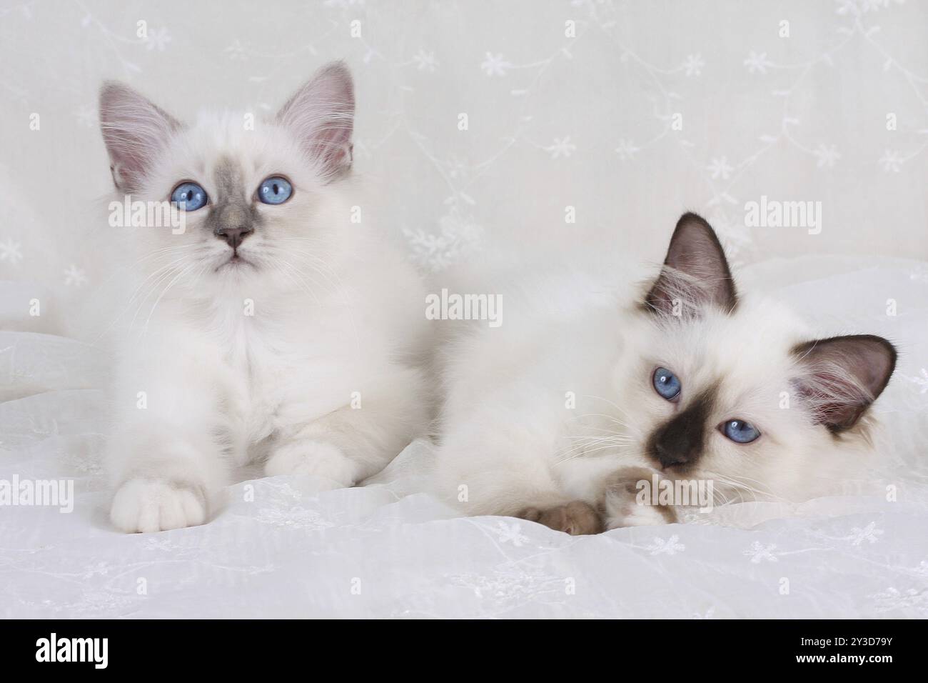 SACRED BIRMAN CAT, SACRED CAT OF BIRMA, BIRMAN CAT, LITTER, BLUE-POINT ...