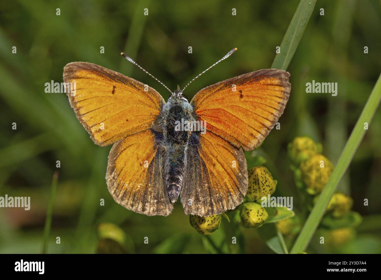 Purple-edged copper butterfly with open wings sitting on yellow flowers ...