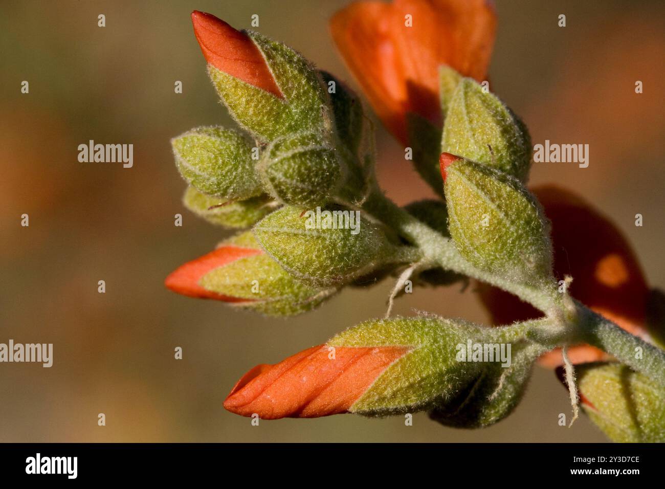 Small-leaf Globemallow (Sphaeralcea parvifolia) Plantae Stock Photo - Alamy