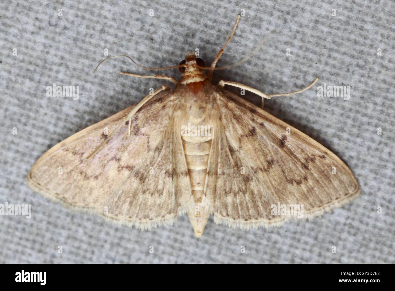 Grass Webworm Moth (Herpetogramma licarsisalis) Insecta Stock Photo - Alamy