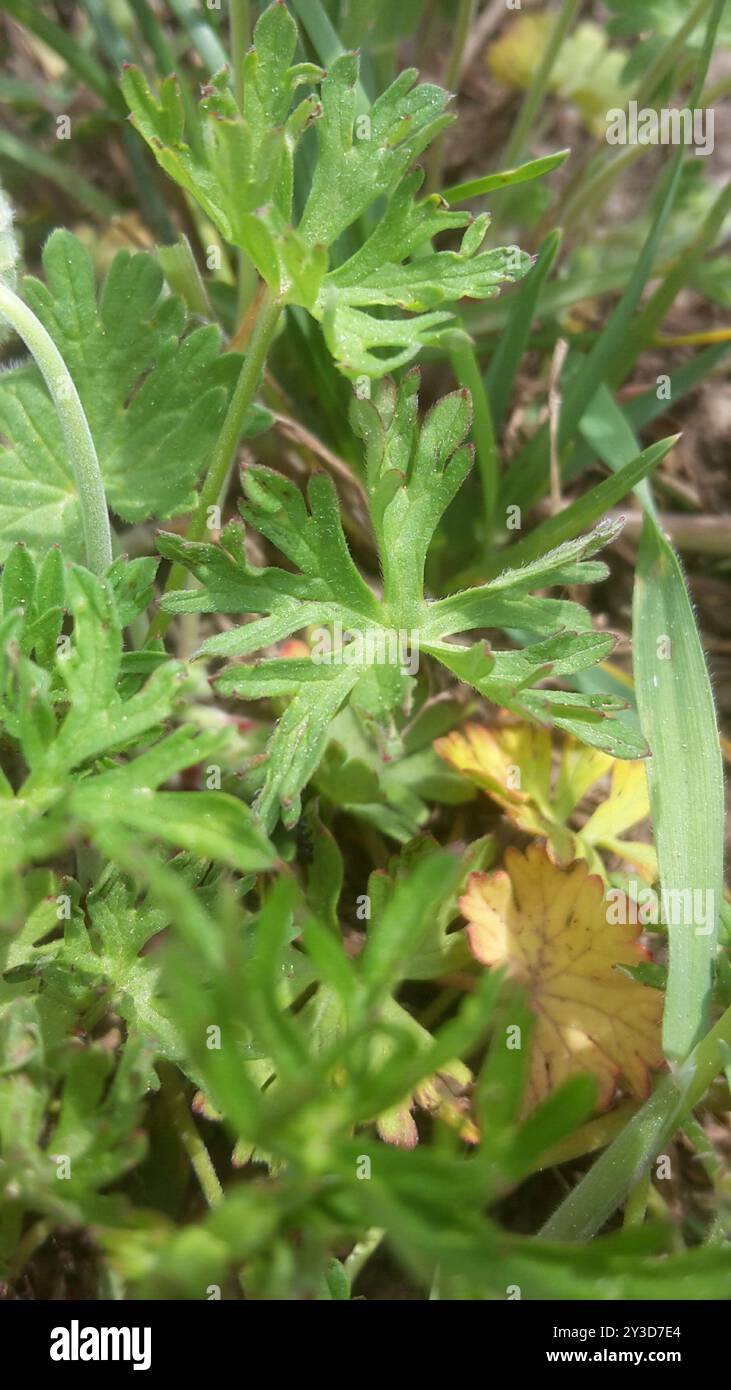 Cut-leaved crane's-bill (Geranium dissectum) Plantae Stock Photo - Alamy