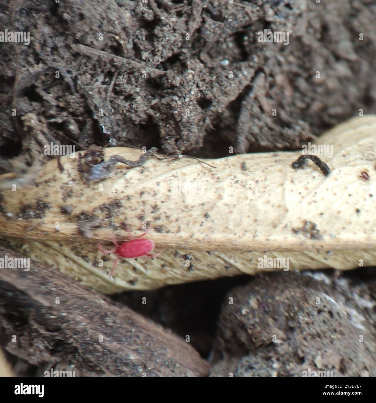 Sidewalk Mites (Balaustium) Arachnida Stock Photo - Alamy