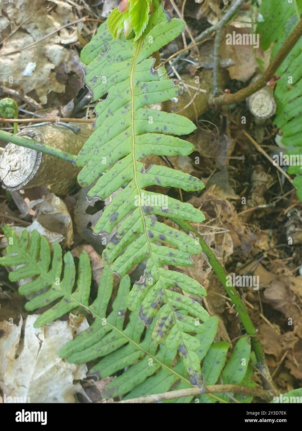 common polypody (Polypodium vulgare) Plantae Stock Photo - Alamy