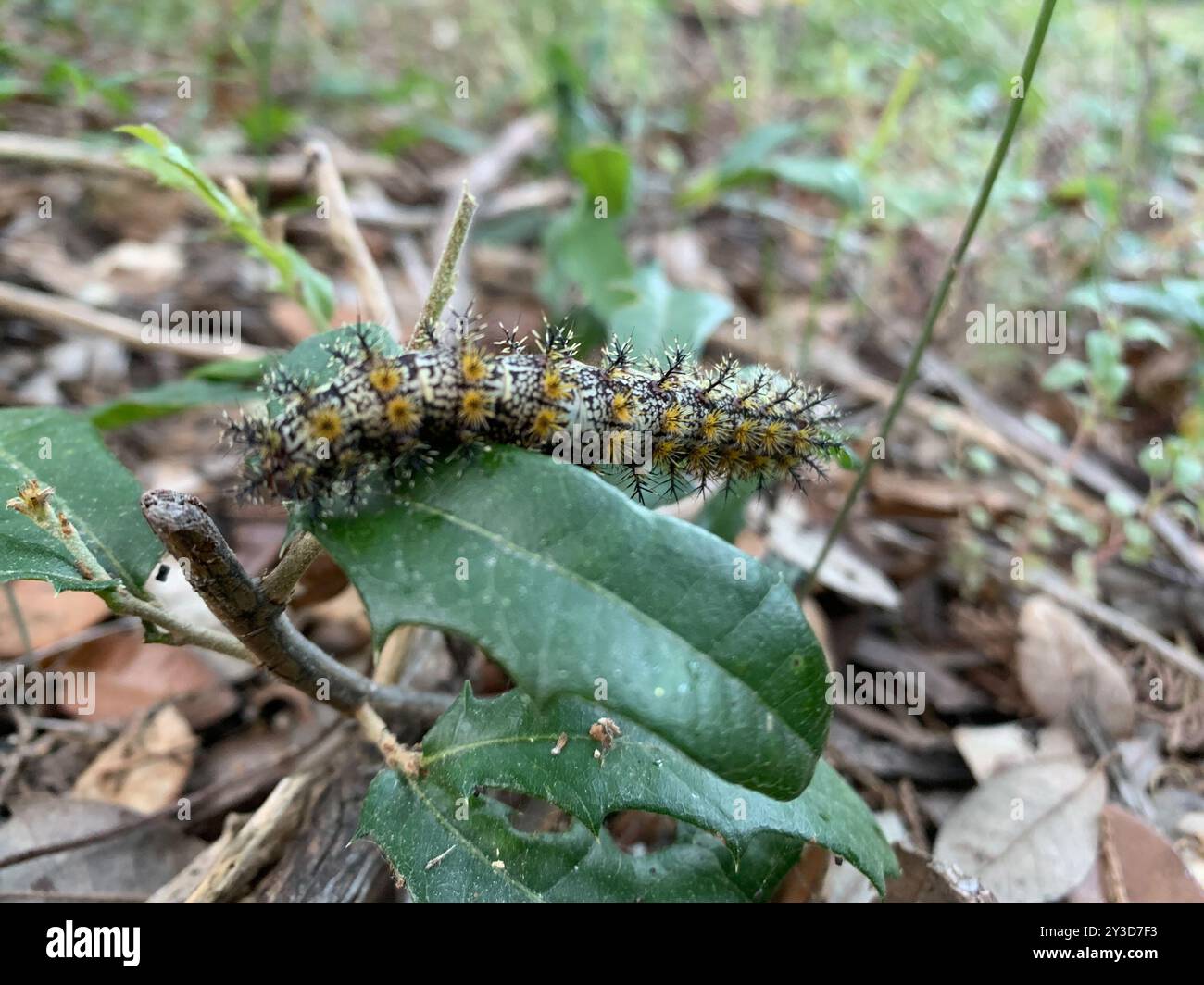 Sheepmoths (Hemileuca) Insecta Stock Photo - Alamy
