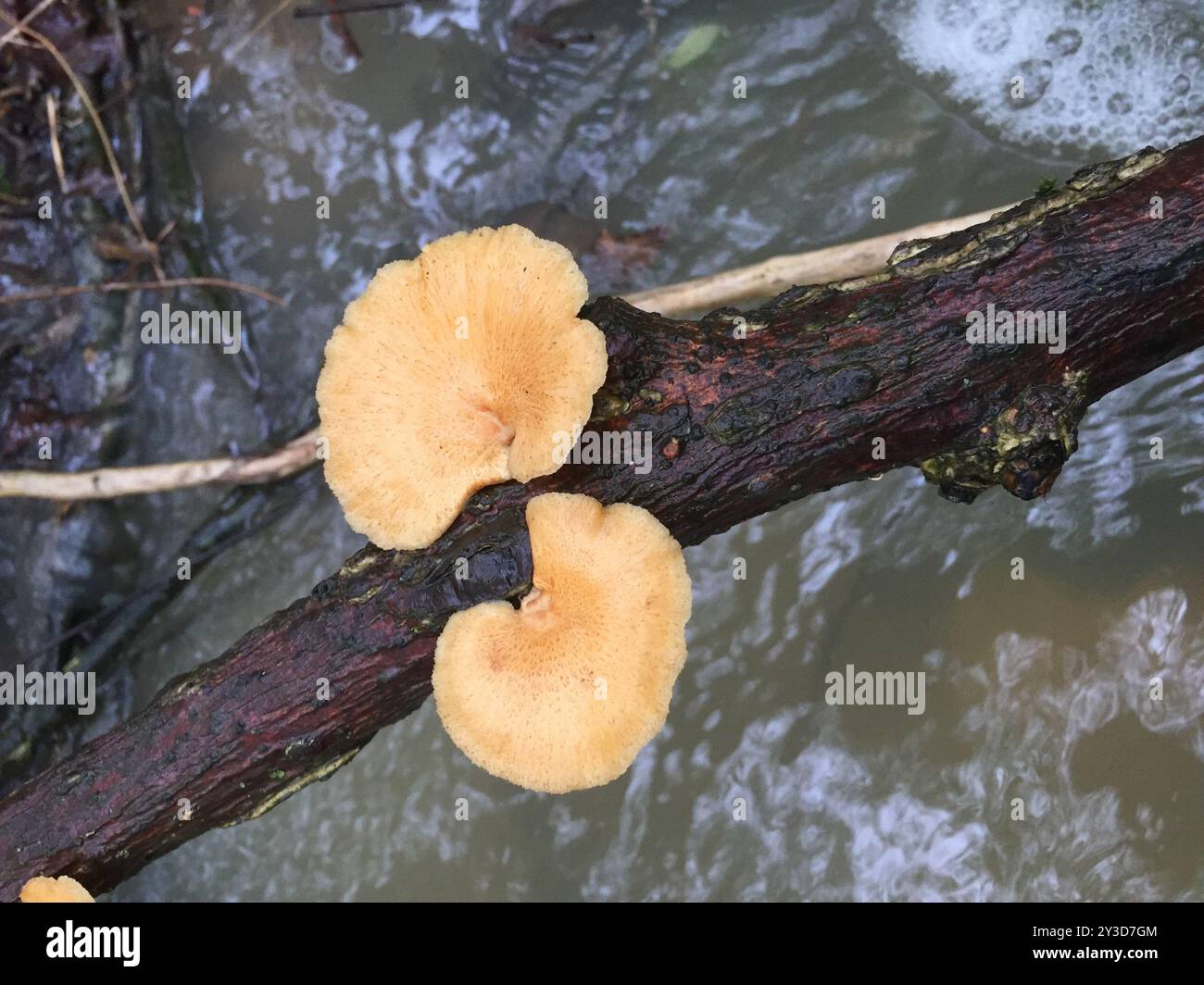 hexagonal-pored polypore (Neofavolus alveolaris) Fungi Stock Photo - Alamy