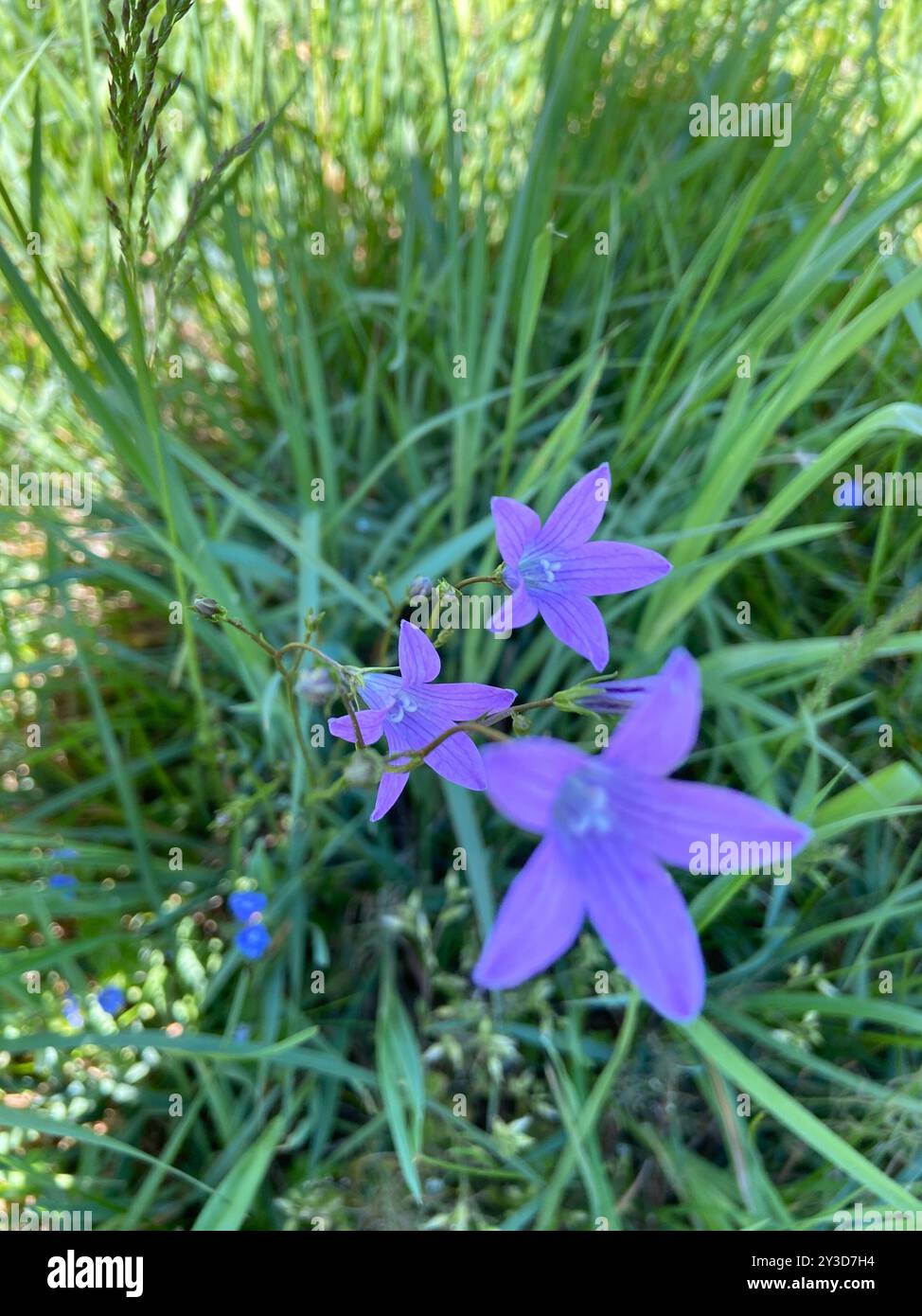 Spreading Bellflower (Campanula patula) Plantae Stock Photo - Alamy