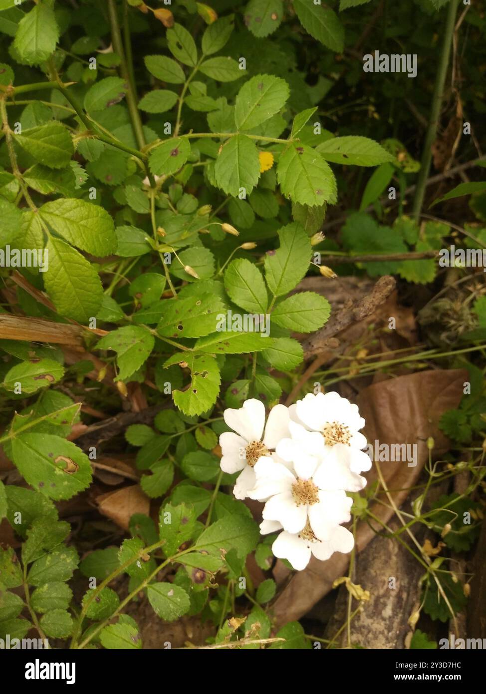 multiflora rose (Rosa multiflora) Plantae Stock Photo - Alamy