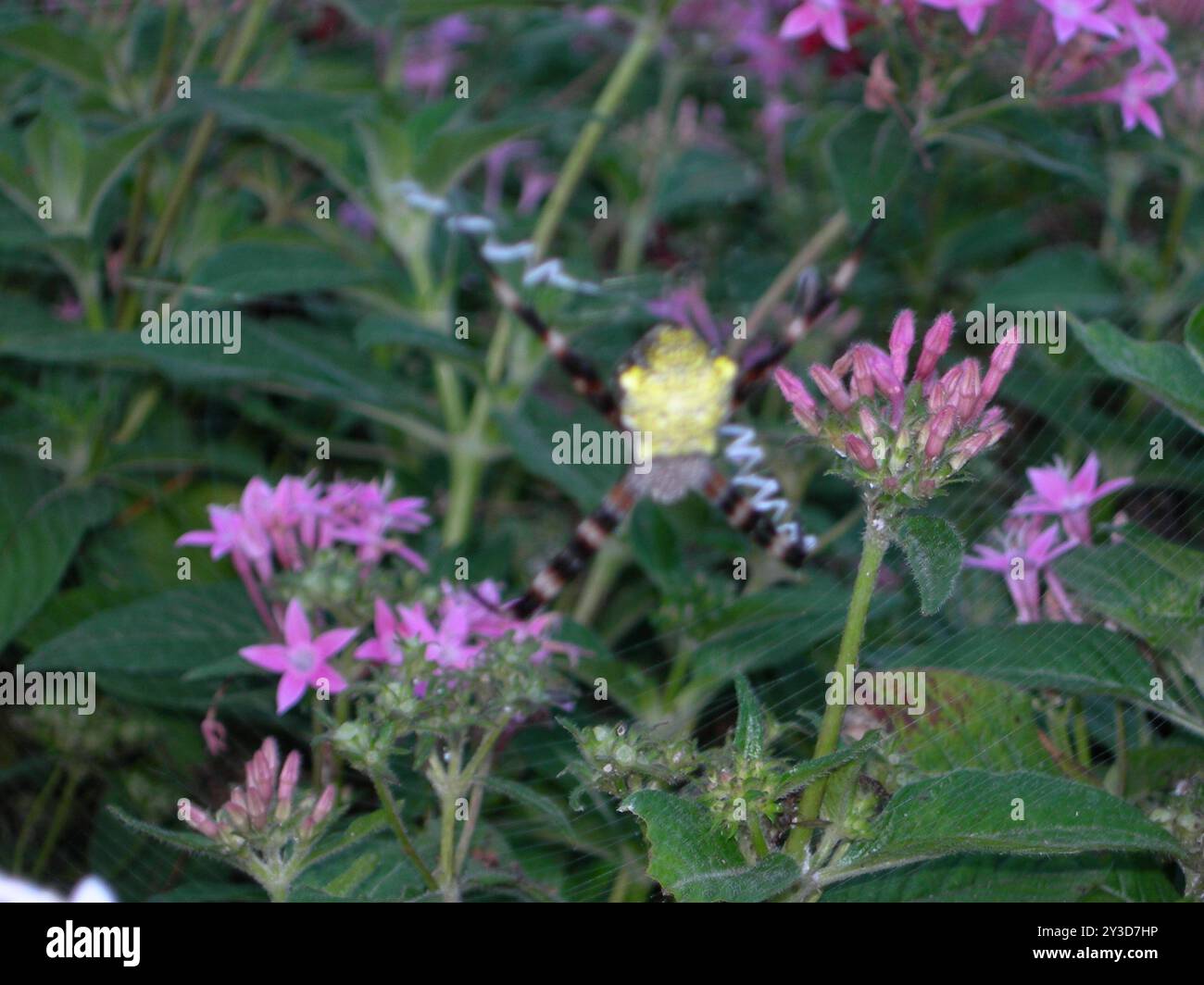 Hawaiian Garden Spider (Argiope appensa) Arachnida Stock Photo - Alamy