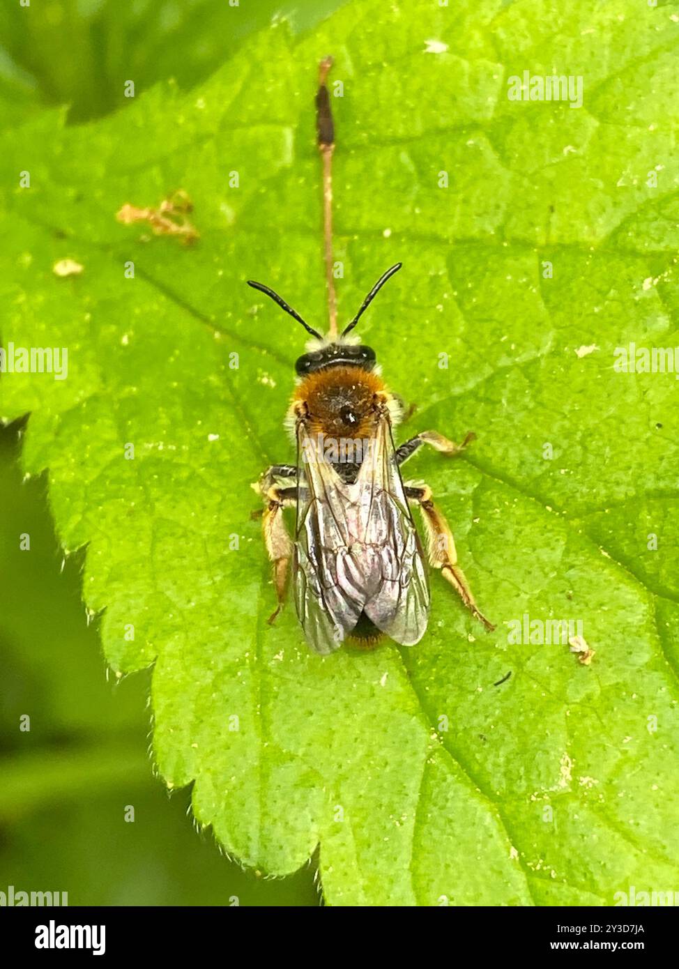Mining Bees (Andrena) Insecta Stock Photo - Alamy