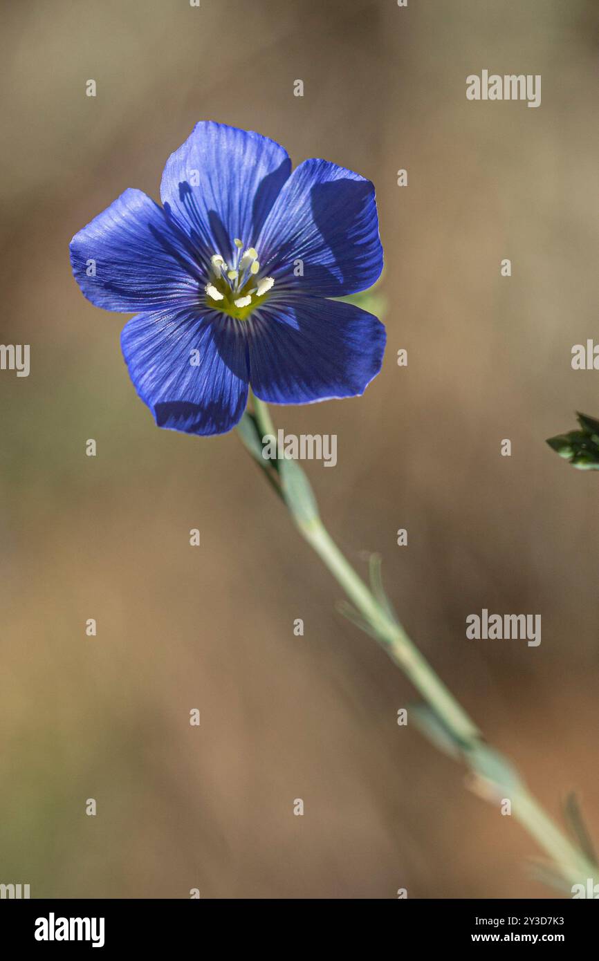 Lewis flax (Linum lewisii) Plantae Stock Photo - Alamy
