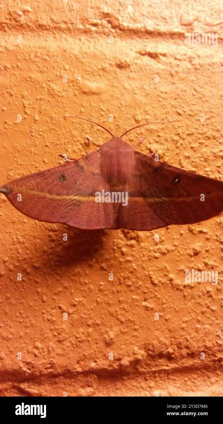 Pink-bellied Moth (Oenochroma vinaria) Insecta Stock Photo - Alamy