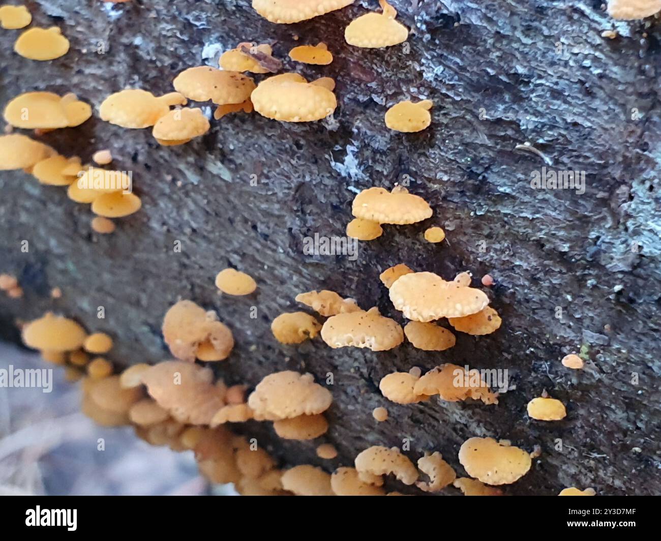orange pore fungus (Favolaschia claudopus) Fungi Stock Photo - Alamy