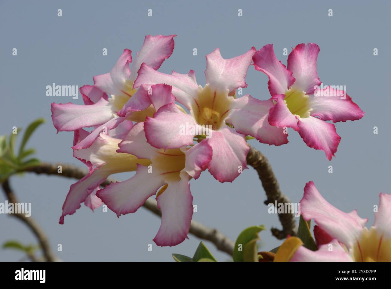 Adenium obesum, Sukhothai, Thailand, Asia Stock Photo - Alamy