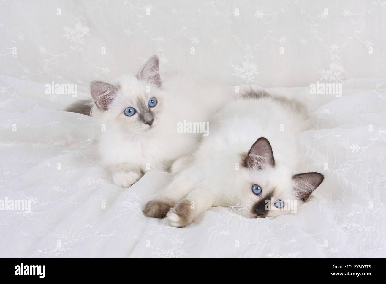 SACRED BIRMAN CAT, SACRED CAT OF BIRMA, BIRMAN CAT, LITTER, BLUE-POINT ...