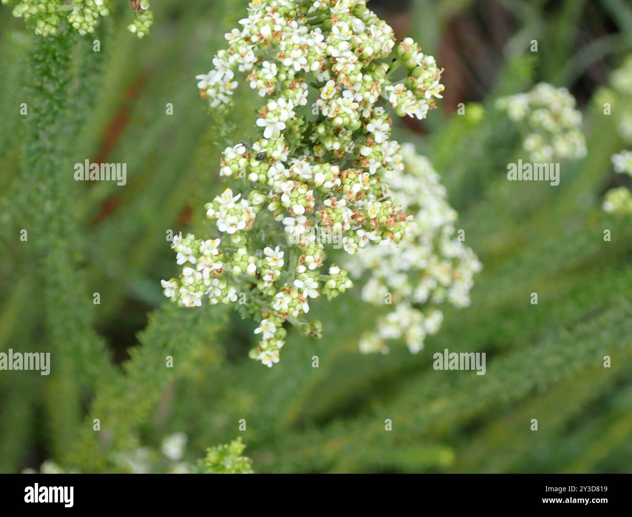 Ball Bitterbush (Selago dolosa) Plantae Stock Photo - Alamy