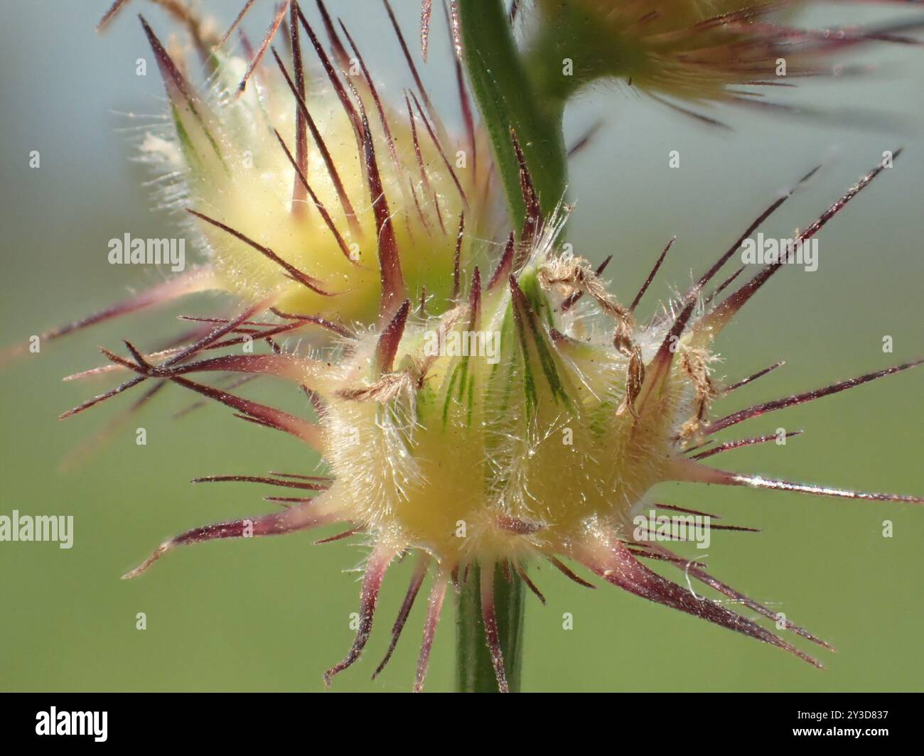Southern Sandbur (Cenchrus echinatus) Plantae Stock Photo - Alamy