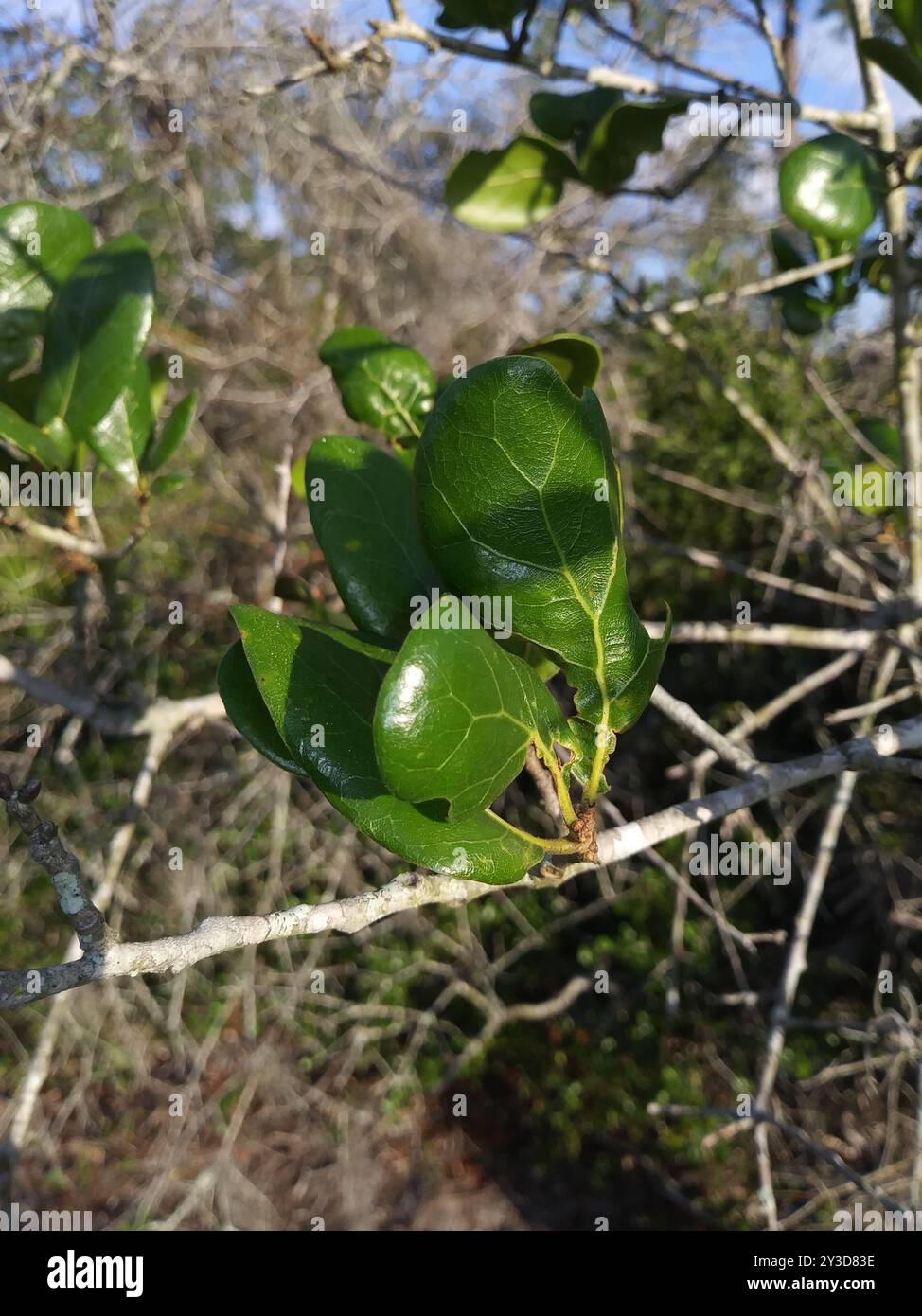 Myrtle Oak (Quercus myrtifolia) Plantae Stock Photo - Alamy
